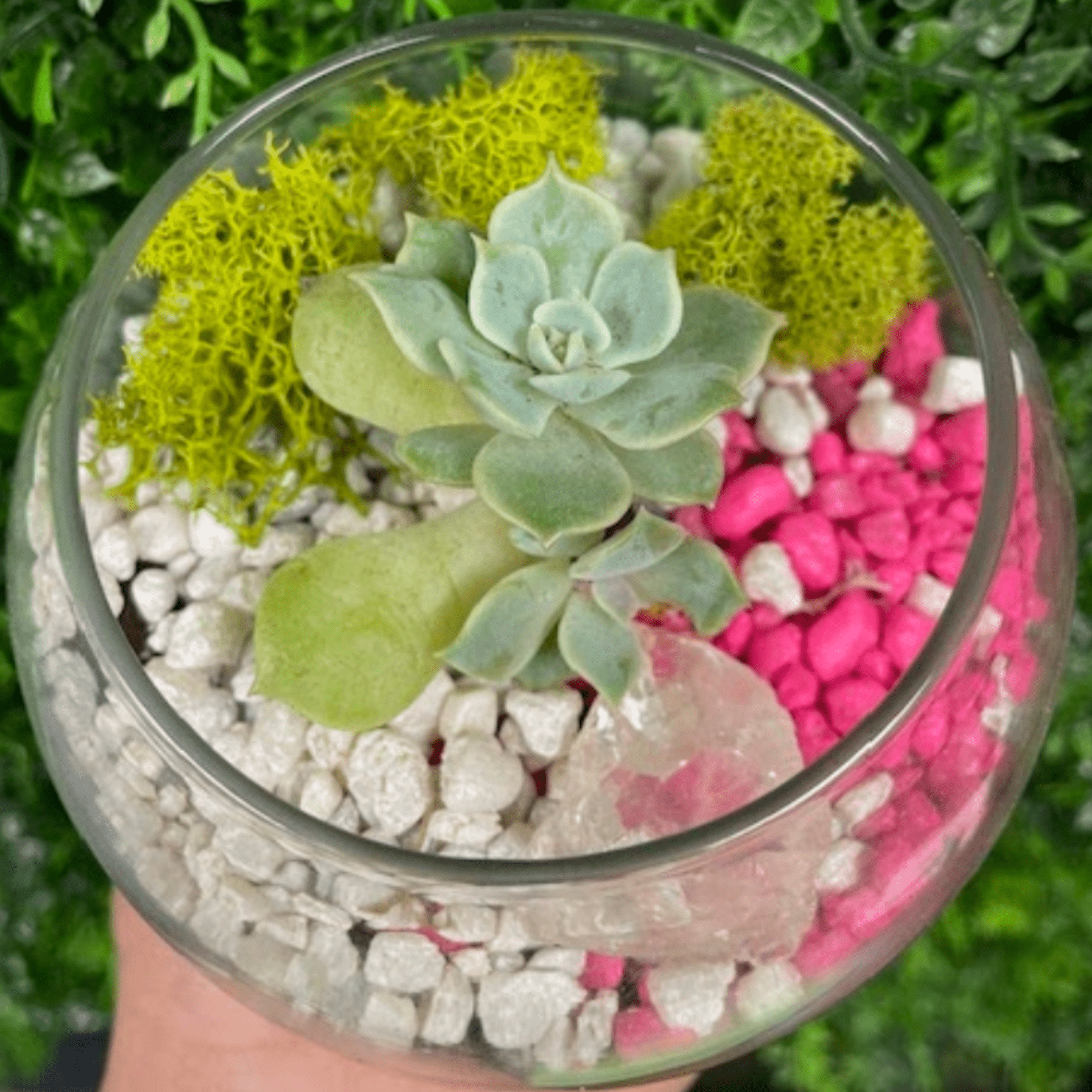 DIY Succulent Terrarium Kits – The Crafty Kit