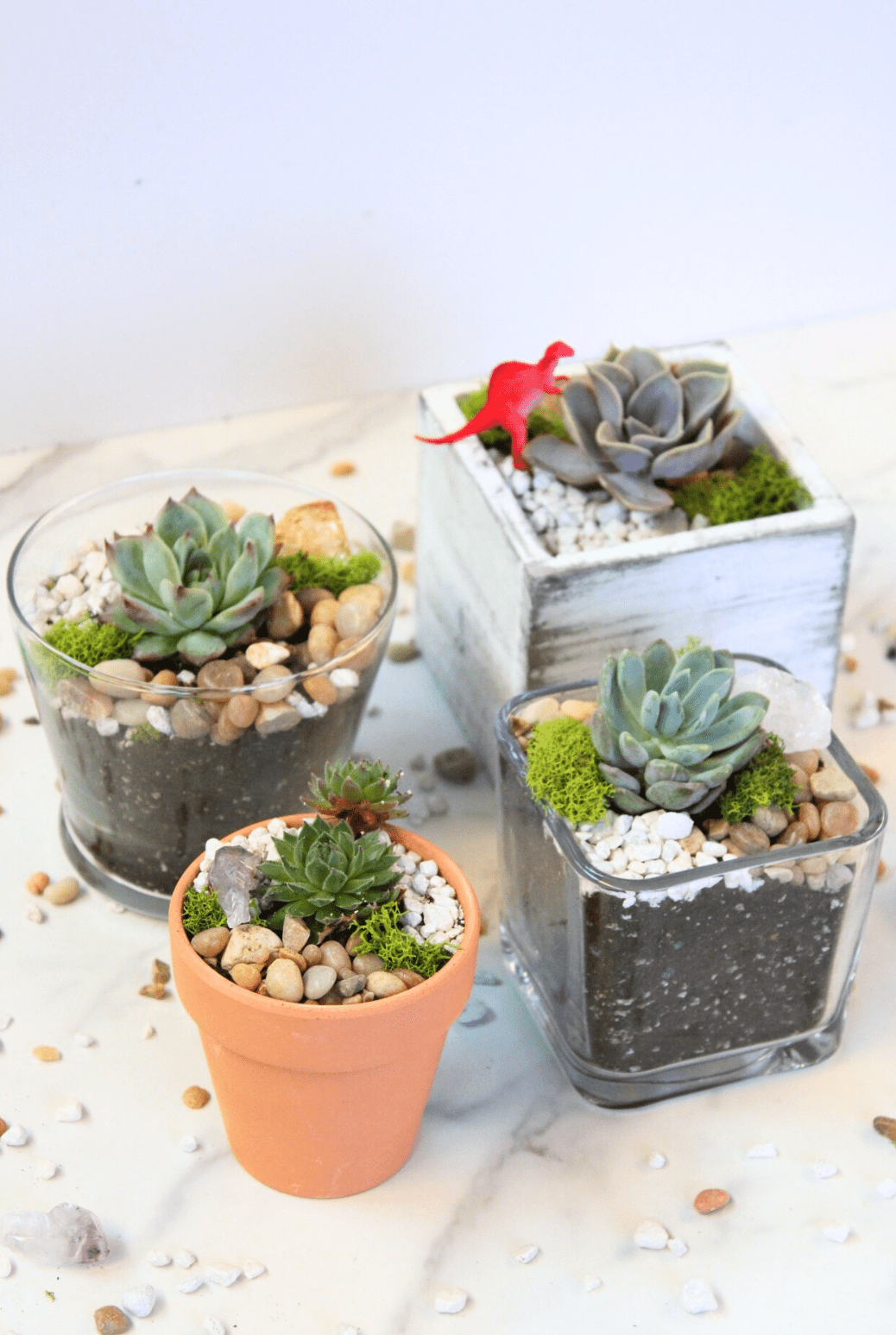 DIY Mini Terrarium Kit – The Crafty Kit